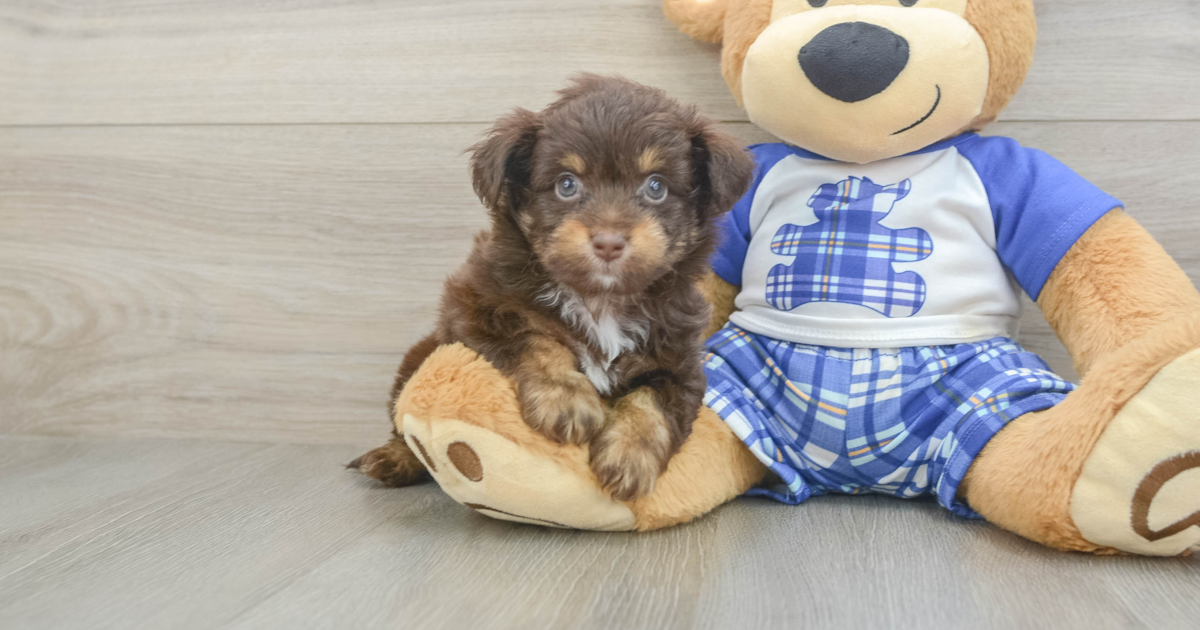 Smart Mini Aussiedoodle Obi Wan: 2lb 12oz Doodle Puppy