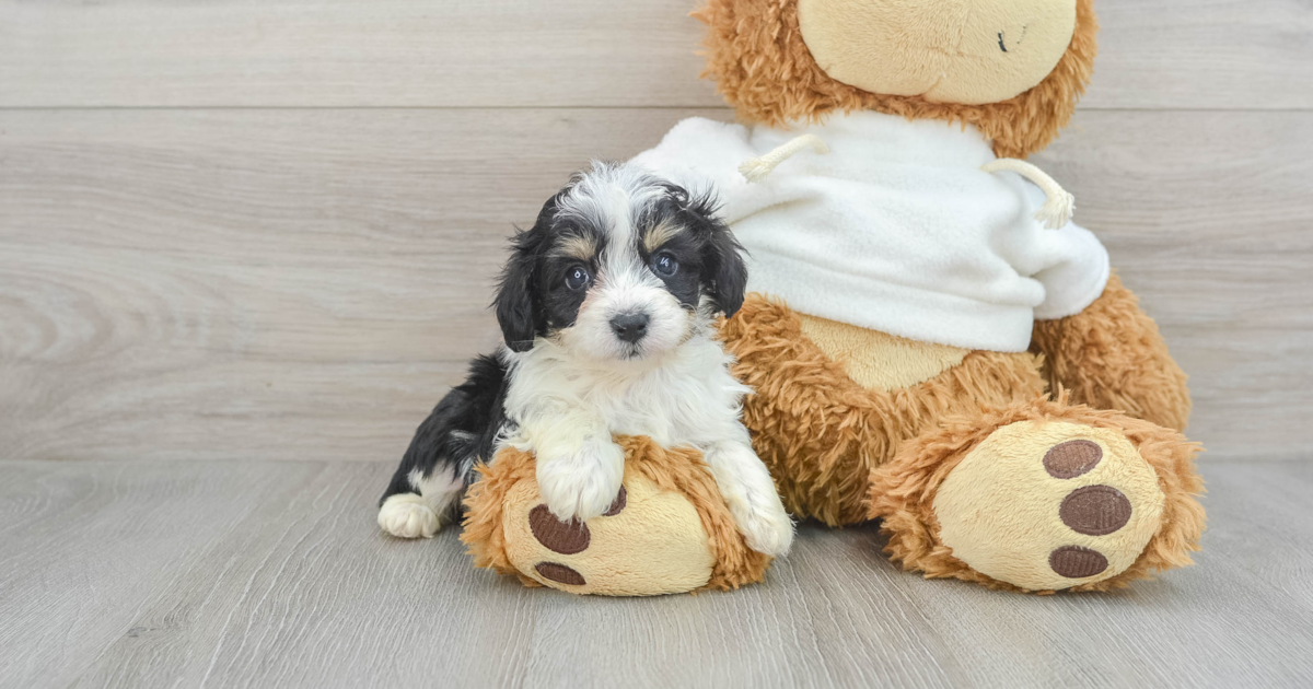 Funny Mini Aussiedoodle Olaf: 2lb 9oz Doodle Puppy