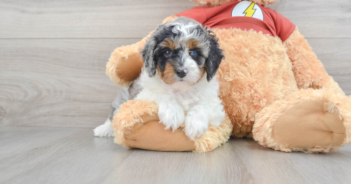 Adorable Mini Aussiedoodle Ontario: 6lb 1oz Doodle Puppy