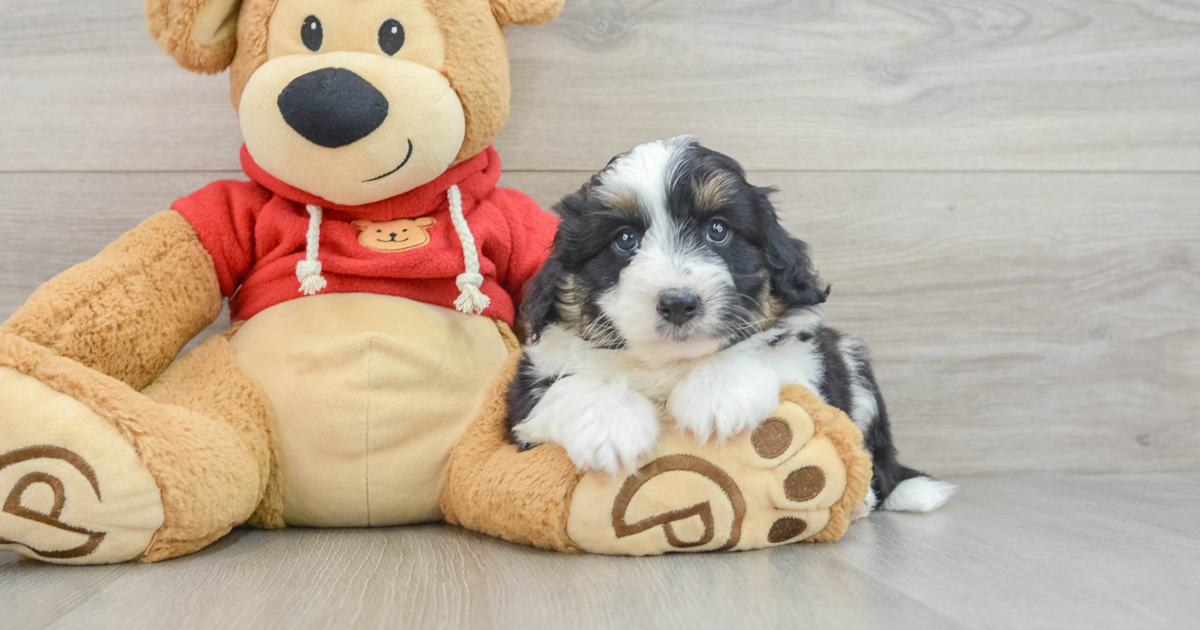 Little Mini Aussiedoodle Ontario: 5lb 15oz Doodle Puppy
