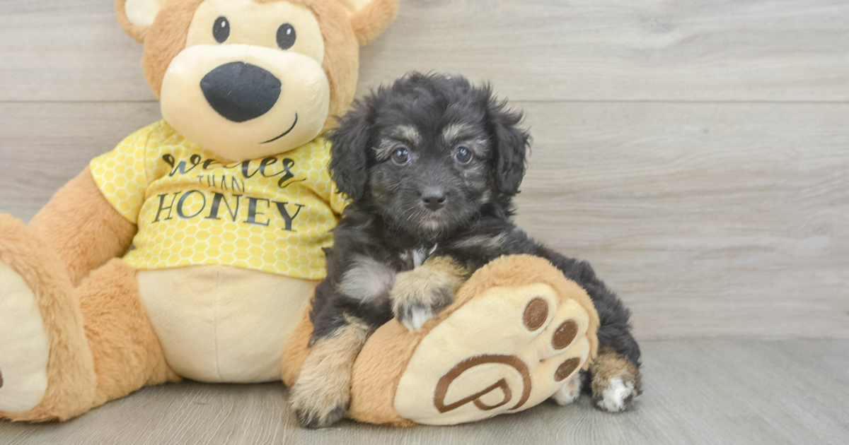 Friendly Mini Aussiedoodle Osaka: 3lb 15oz Doodle Puppy