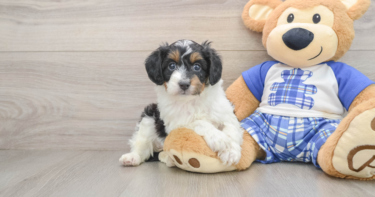 Mini Aussiedoodle Osaka: 3lb 2oz Doodle Puppy