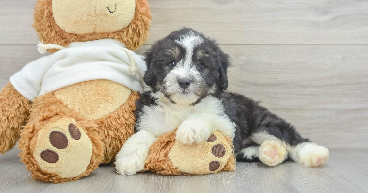 Petite Mini Aussiedoodle Ozzie: 5lb 13oz Doodle Puppy