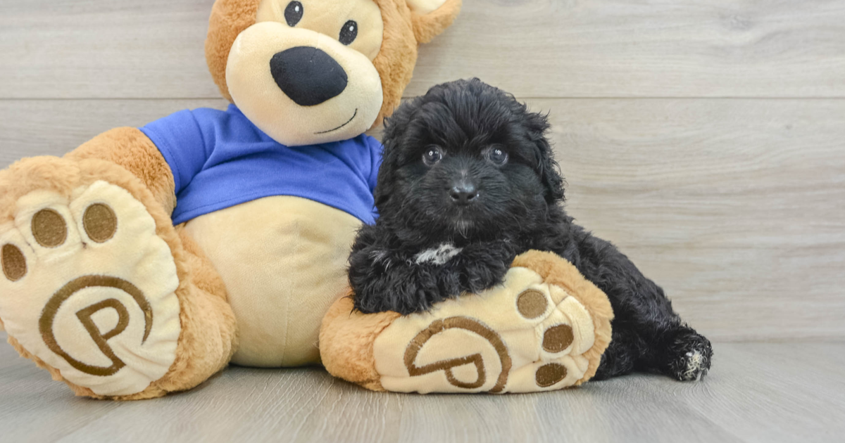 Hypoallergenic Mini Aussiedoodle Ozzie: 3lb 15oz Doodle Puppy