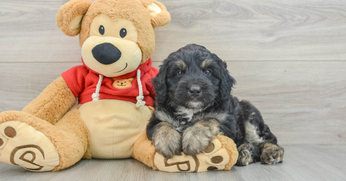 Smart Mini Aussiedoodle Ozzie: 8lb 9oz Doodle Puppy