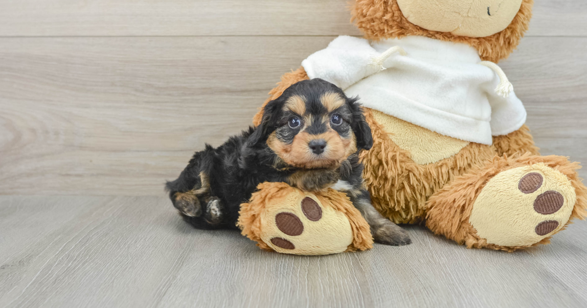 Cute Mini Aussiedoodle Ozzie: 2lb 6oz Doodle Puppy