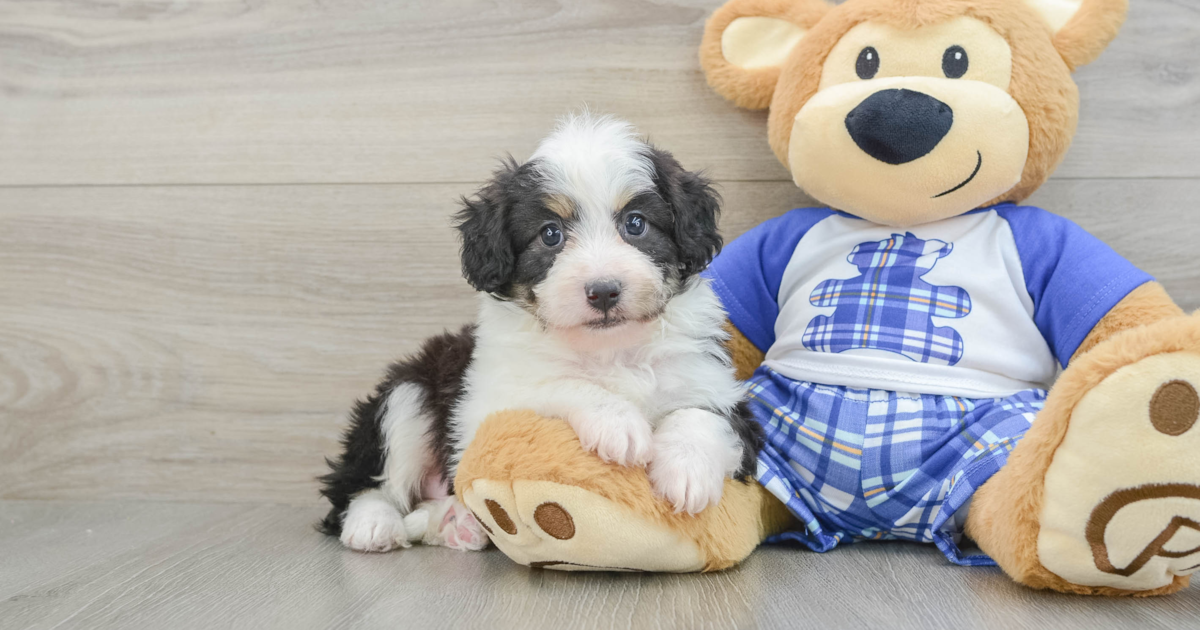 Sweet Mini Aussiedoodle Ozzie: 4lb 15oz Doodle Puppy