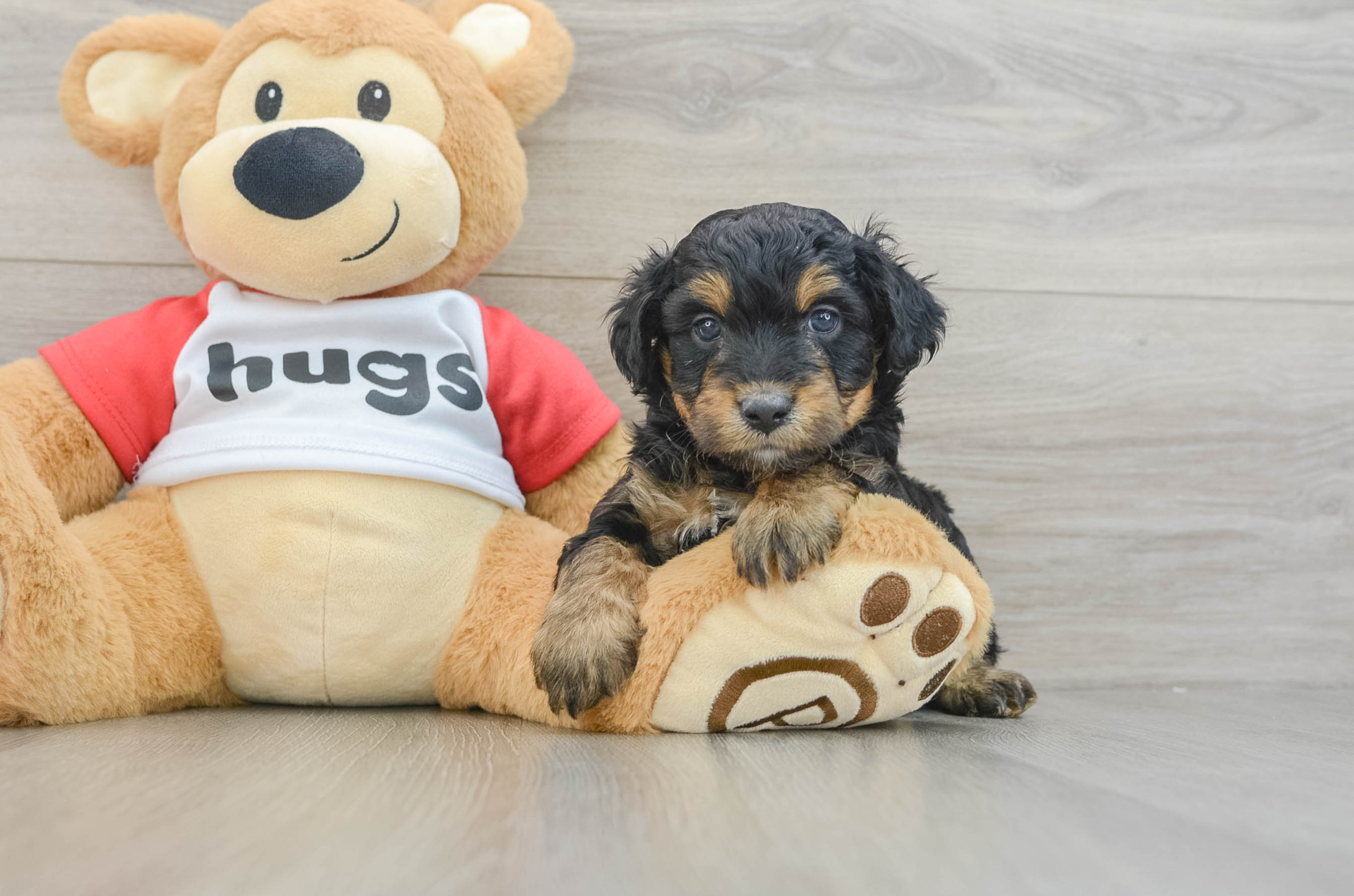 Mini Aussie Puppies for Sale - Buy Now! - Premier Pups