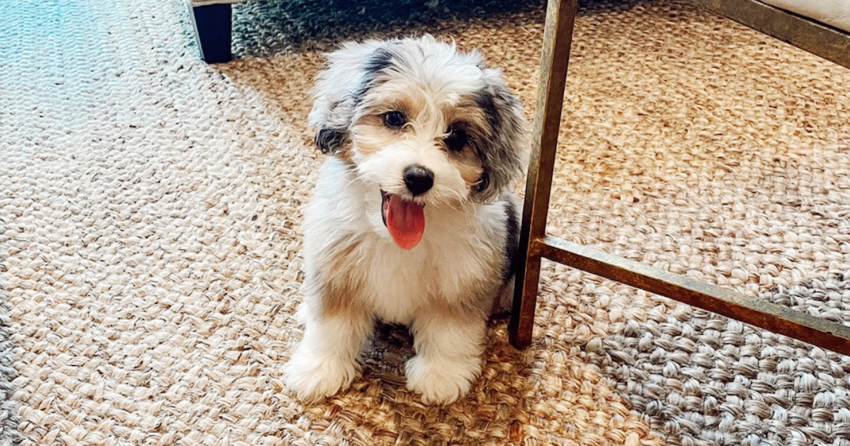 Mini Aussie Poo Puppies for Sale in Daly City, California