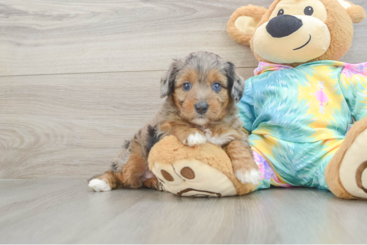 Petite Mini Aussiedoodle Prue: 4lb 10oz Doodle Puppy