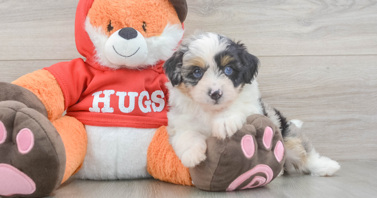 Friendly Mini Aussiedoodle Ritz: 4lb 14oz Doodle Puppy