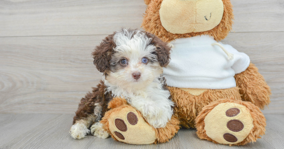 Little Mini Aussiedoodle Rye: 2lb 1oz Doodle Puppy
