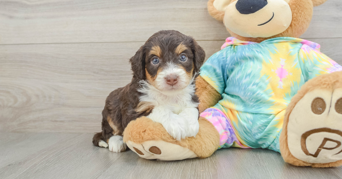 Petite Mini Aussiedoodle Sisco: 7lb 15oz Doodle Puppy
