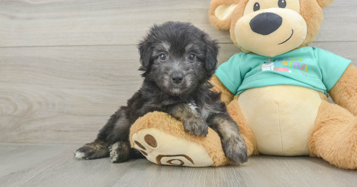 Small Mini Aussiedoodle Sisco: 6lb 2oz Doodle Puppy