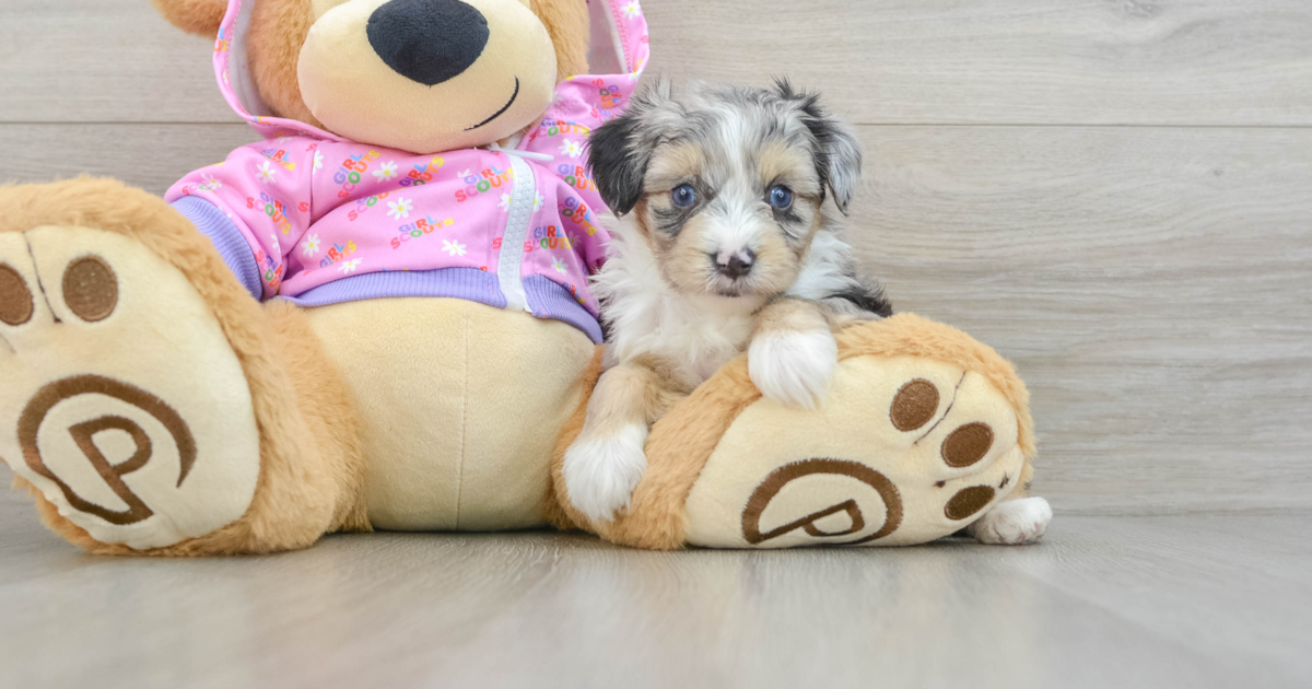 Friendly Mini Aussiedoodle Storm: 3lb 10oz Doodle Puppy