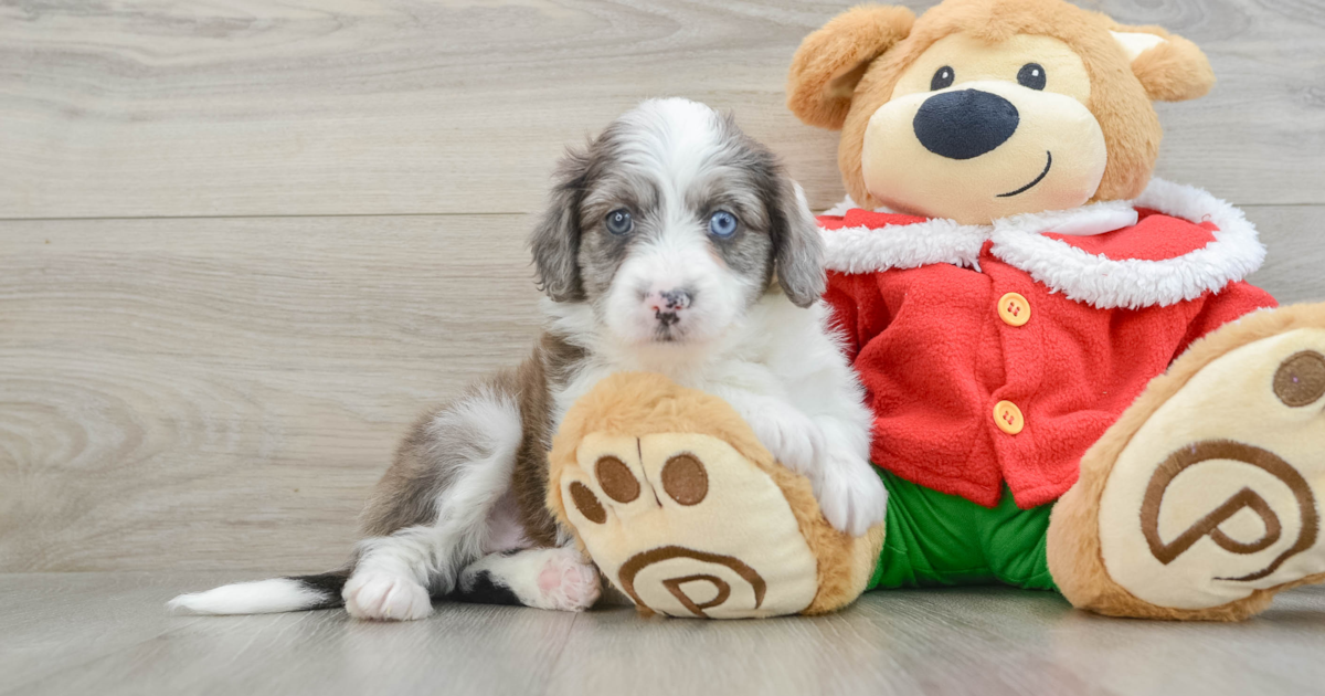 Smart Mini Aussiedoodle Tiki: 5lb 8oz Doodle Puppy