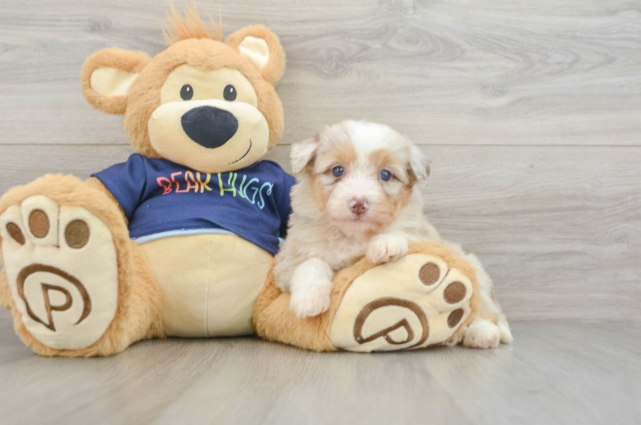 Mini Huskydoodle Puppies for Sale | Premier Pups
