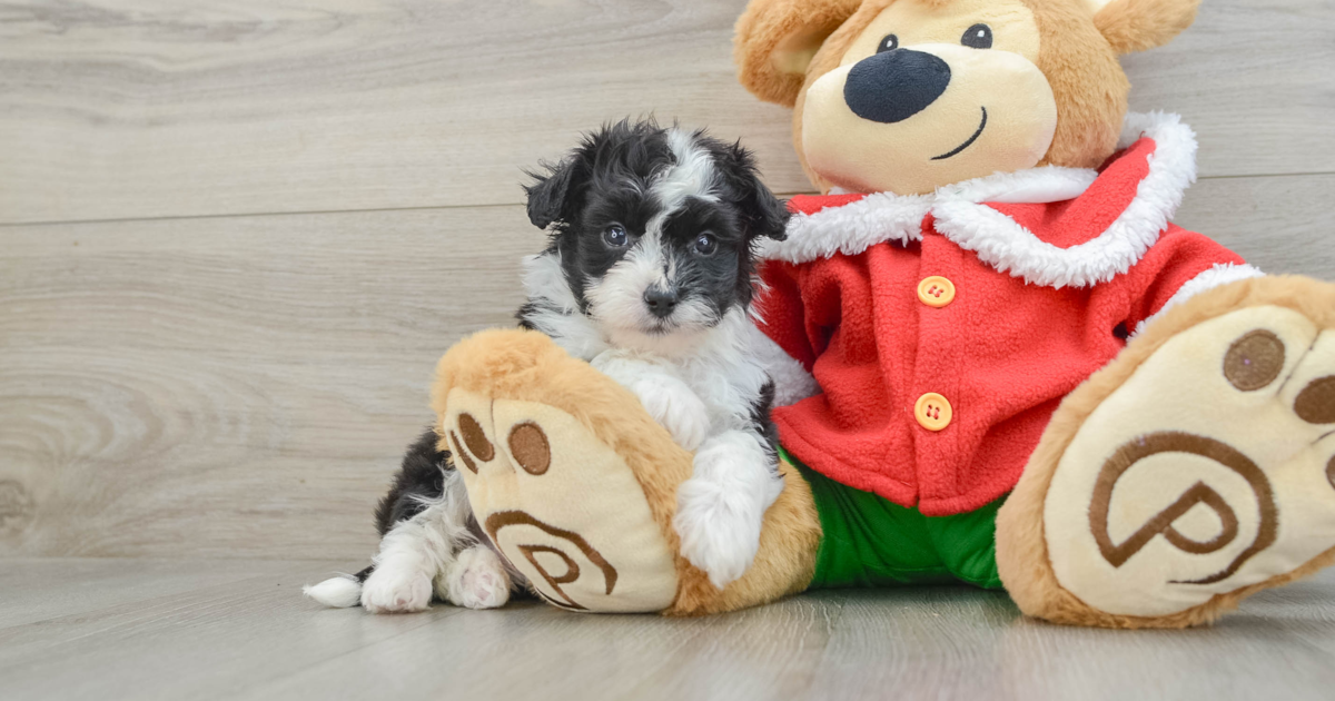 Little Mini Aussiedoodle Toto: 2lb 8oz Doodle Puppy