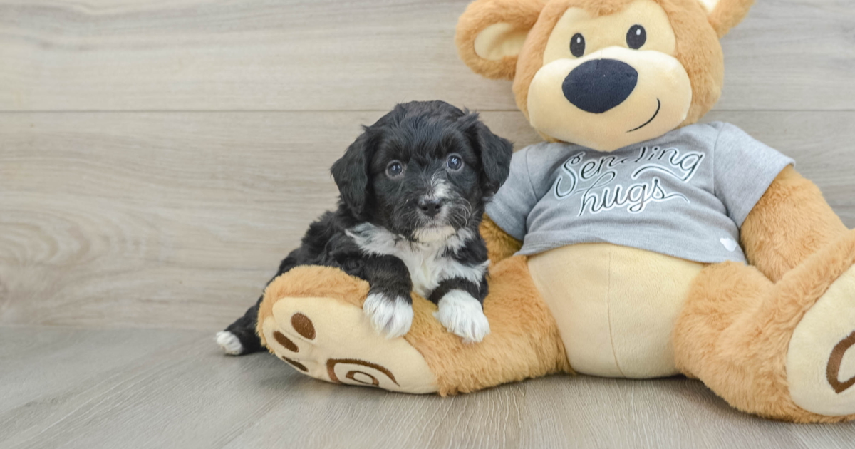 Sweet Mini Aussiedoodle Toto: 4lb 7oz Doodle Puppy