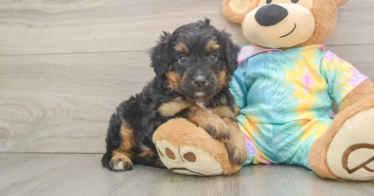 Hypoallergenic Mini Aussiedoodle Toto: 8lb 5oz Doodle Puppy