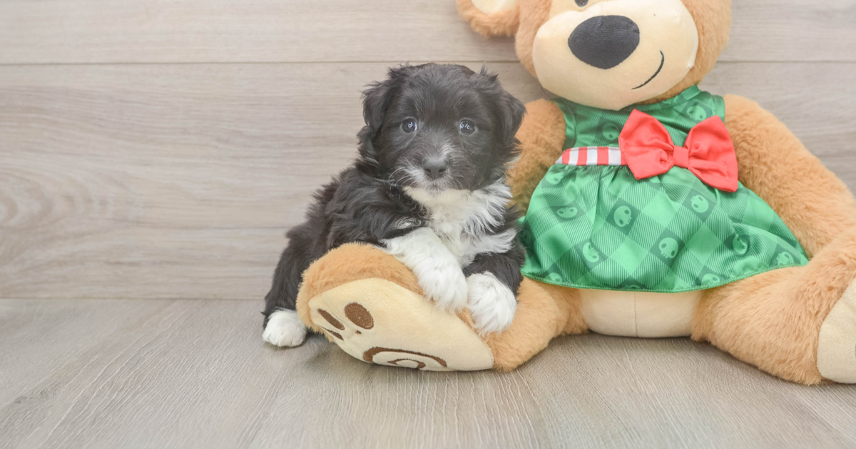 Small Mini Aussiedoodle Toto: 3lb 4oz Doodle Puppy