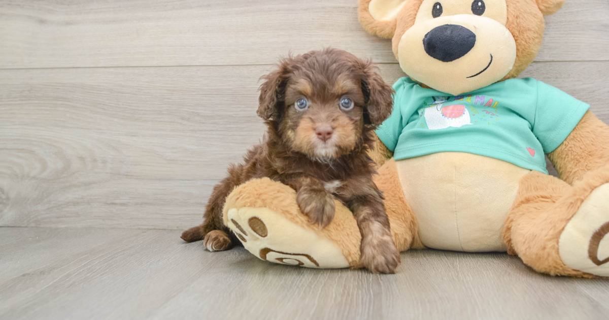 Energetic Mini Aussiedoodle Toto: 3lb 6oz Doodle Puppy
