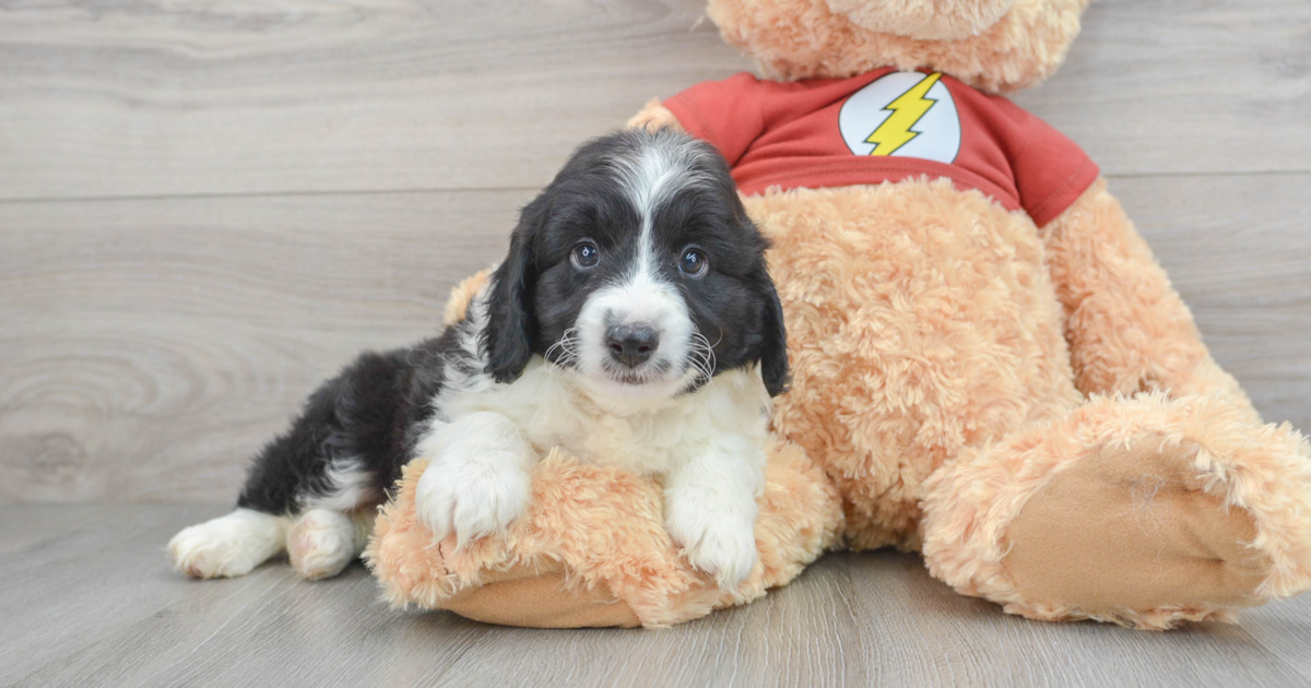 Cute Mini Aussiedoodle Trigger: 6lb 14oz Doodle Puppy