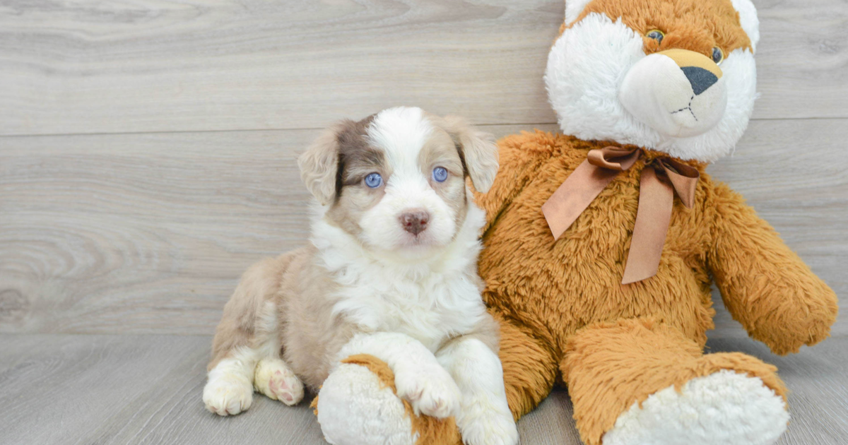 Petite Mini Aussiedoodle Twix: 7lb 5oz Doodle Puppy