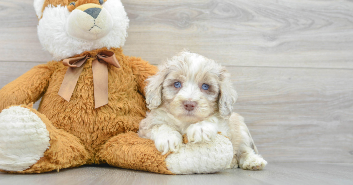 Friendly Mini Aussiedoodle Twix: 6lb 10oz Doodle Puppy
