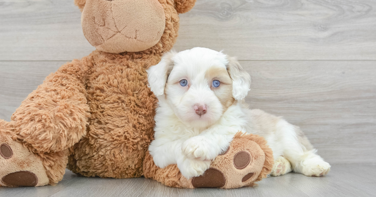 Cute Mini Aussiedoodle Twix: 7lb 11oz Doodle Puppy