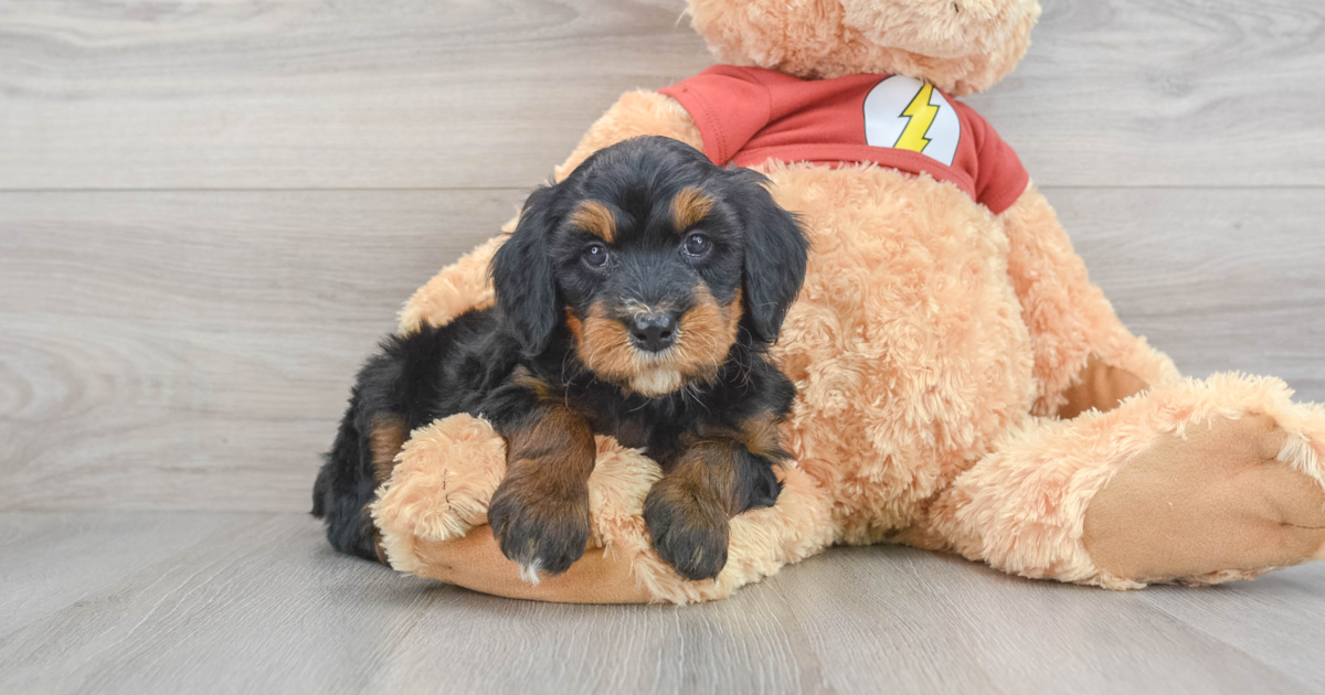 Adorable Mini Aussiedoodle Twix: 8lb 1oz Doodle Puppy