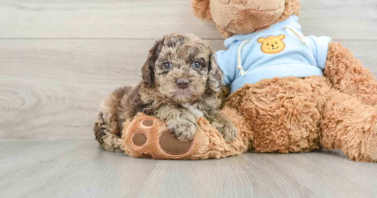 Little Mini Aussiedoodle Twix: 4lb 14oz Doodle Puppy