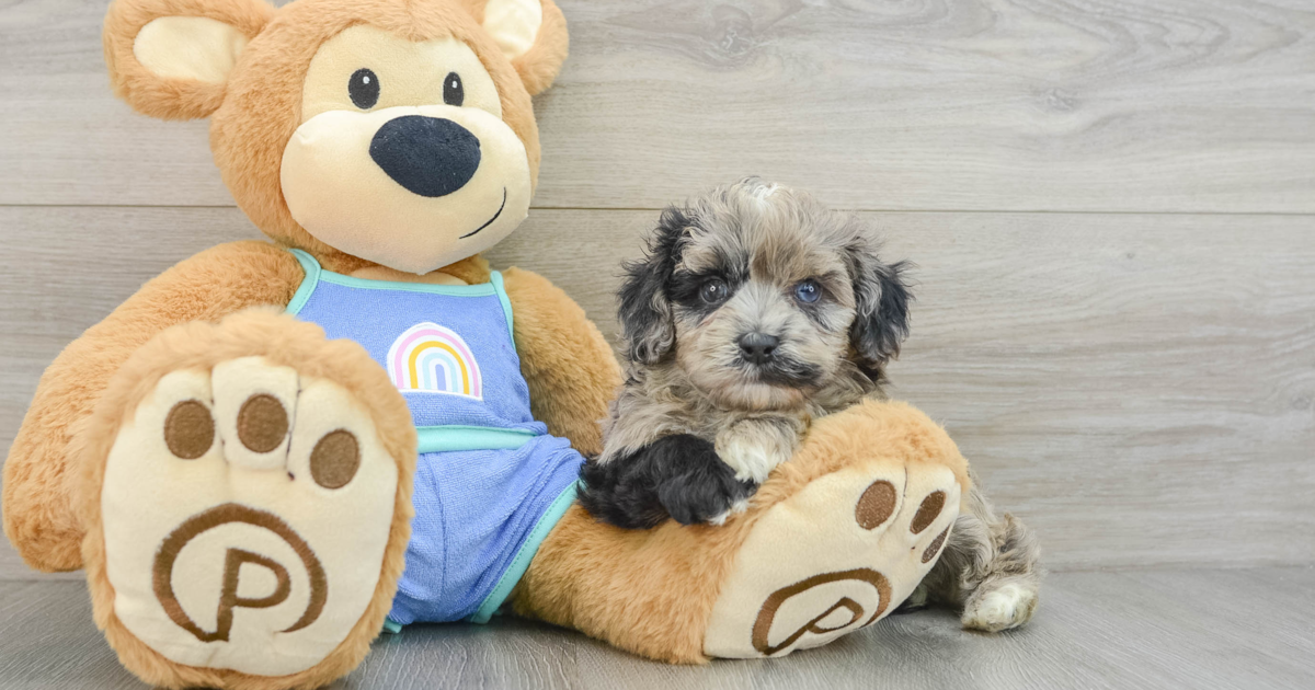 Small Mini Aussiedoodle Twix: 5lb 2oz Doodle Puppy