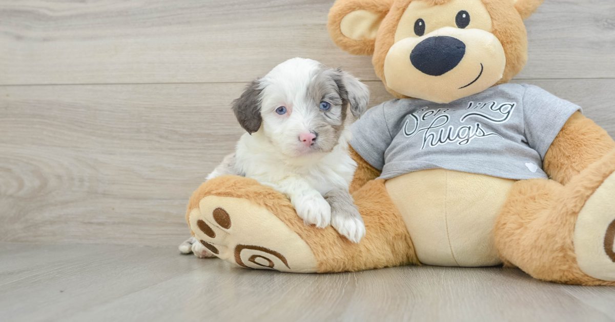 Smart Mini Aussiedoodle Twix: 4lb 10oz Doodle Puppy