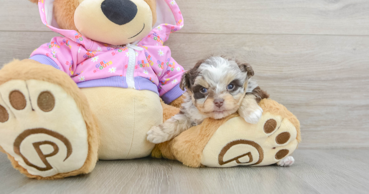 Funny Mini Aussiedoodle Twix: 2lb 6oz Doodle Puppy