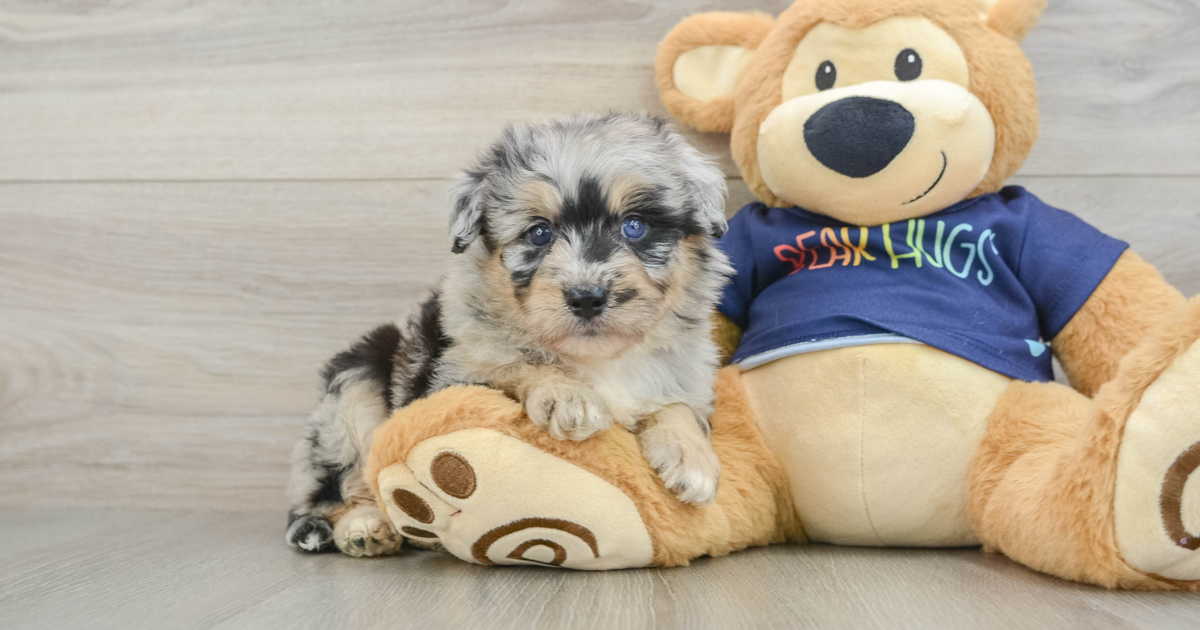 Hypoallergenic Mini Aussiedoodle Twix: 6lb 4oz Doodle Puppy
