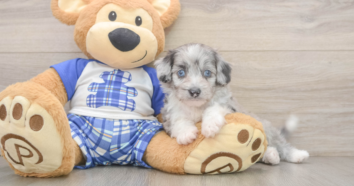 Hypoallergenic Mini Aussiedoodle Twix: 4lb 5oz Doodle Puppy