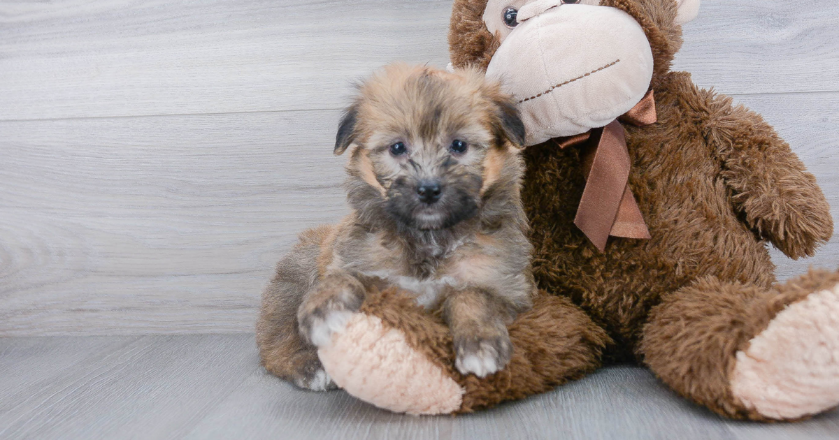 Petite Mini Aussiedoodle Twix: 4lb 11oz Doodle Puppy