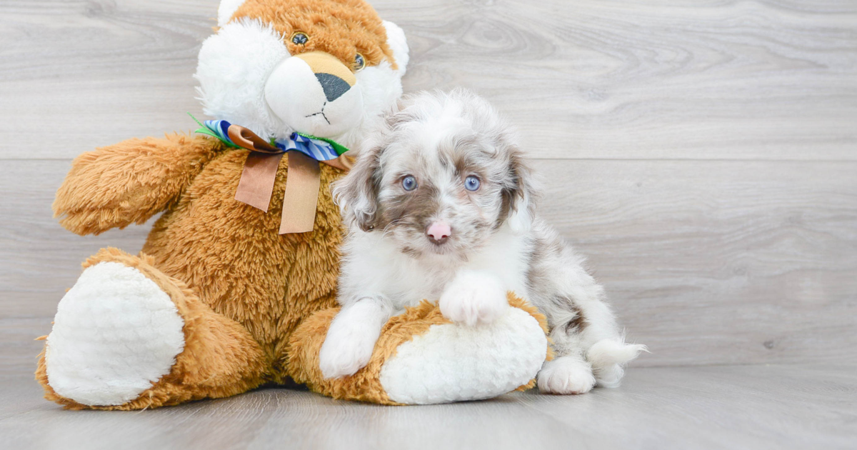 Hypoallergenic Mini Aussiedoodle Twix: 4lb 11oz Doodle Puppy