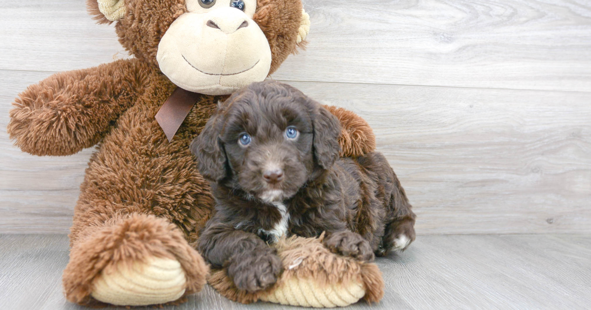 Cute Mini Aussiedoodle Twix: 6lb 15oz Doodle Puppy