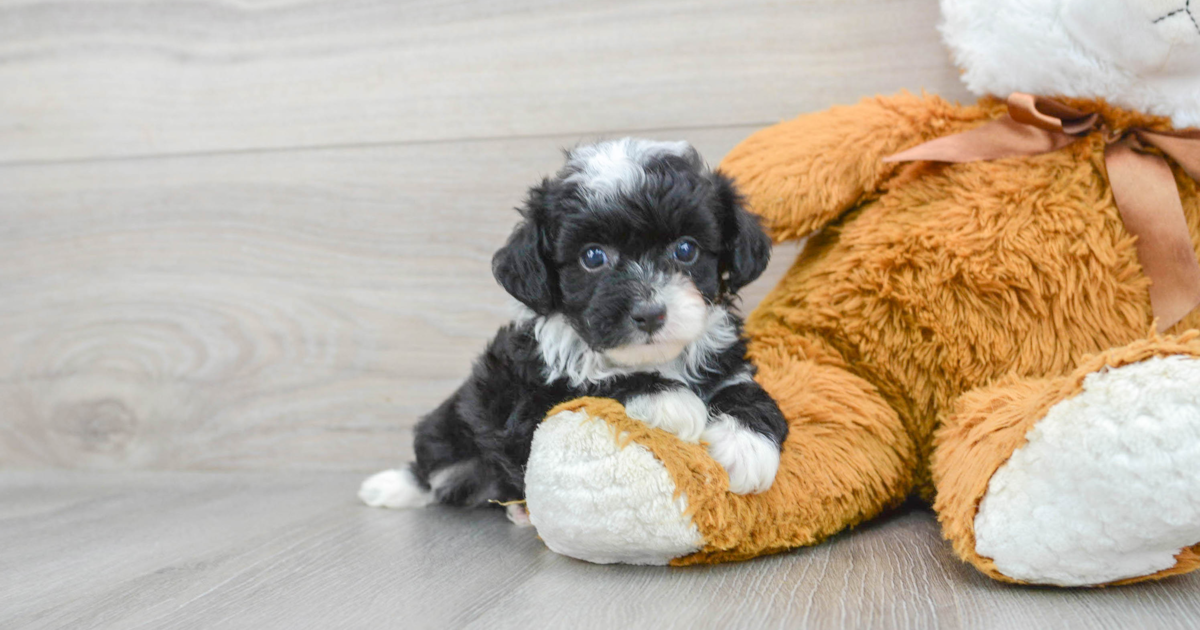Happy Mini Aussiedoodle Tyco: 1lb 14oz Doodle Puppy