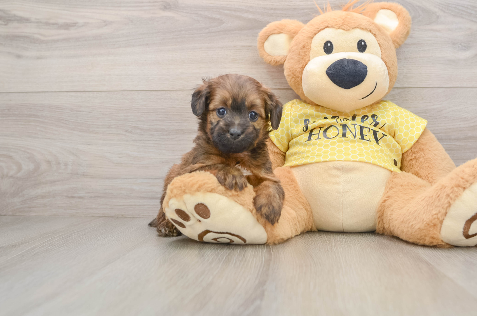 Mini Huskydoodle Puppies for Sale | Premier Pups