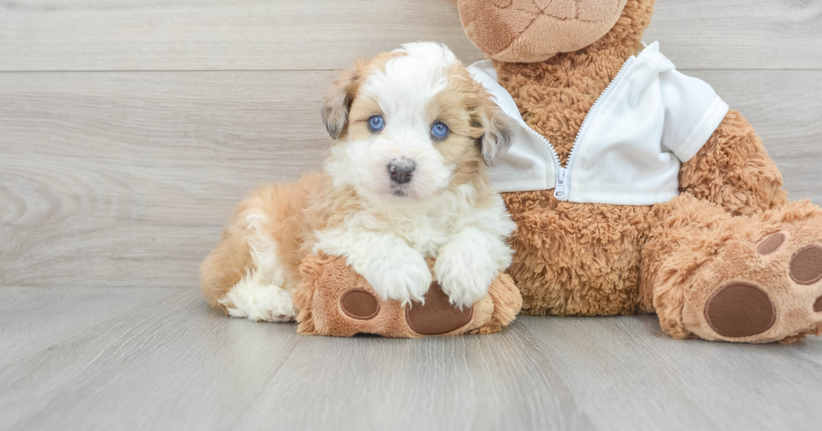 Popular Mini Aussiedoodle Vogue: 5lb 2oz Doodle Puppy