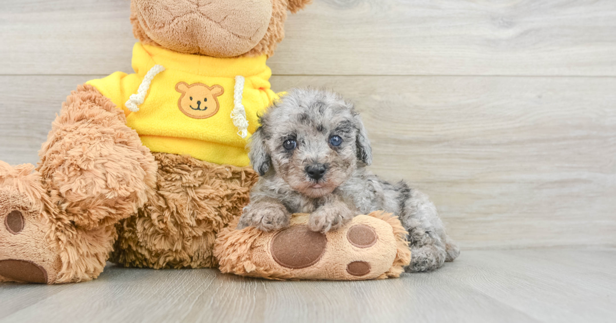 Little Mini Aussiedoodle Vogue: 3lb 7oz Doodle Puppy
