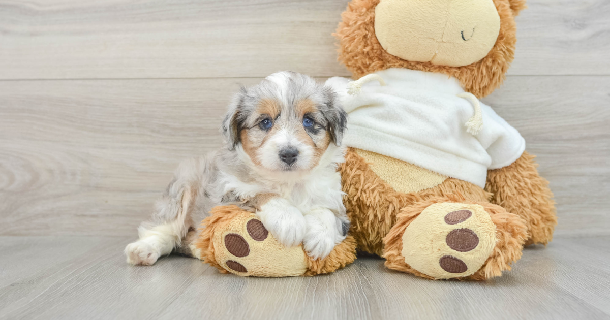 Friendly Mini Aussiedoodle Vogue: 5lb 7oz Doodle Puppy