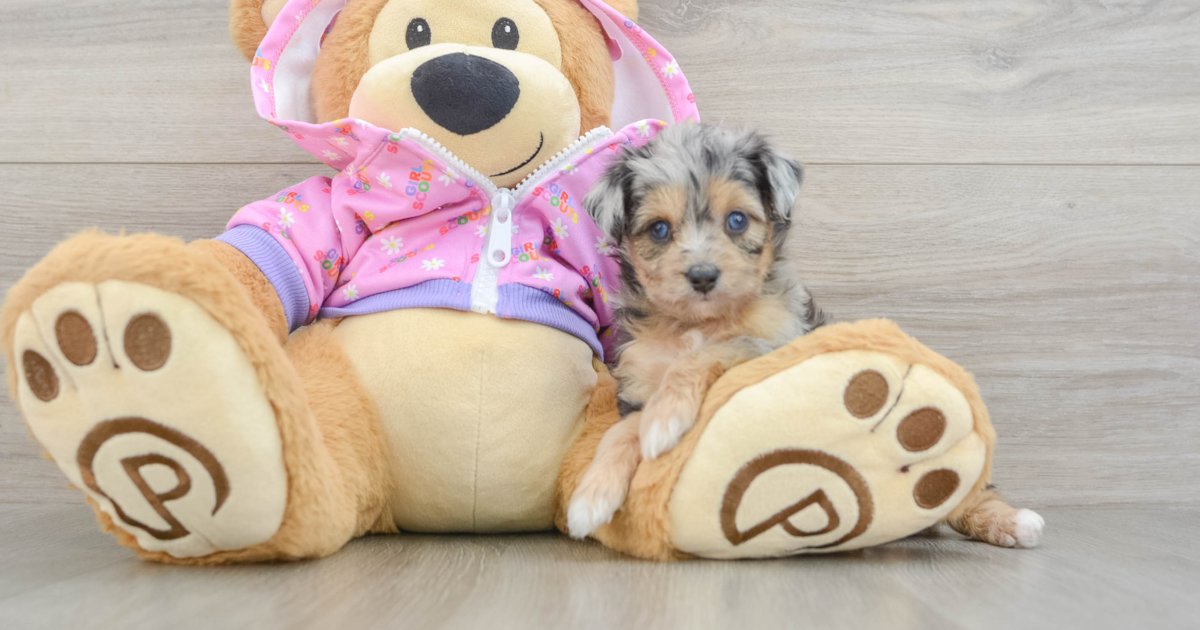 Adorable Mini Aussiedoodle Vogue: 1lb 14oz Doodle Puppy