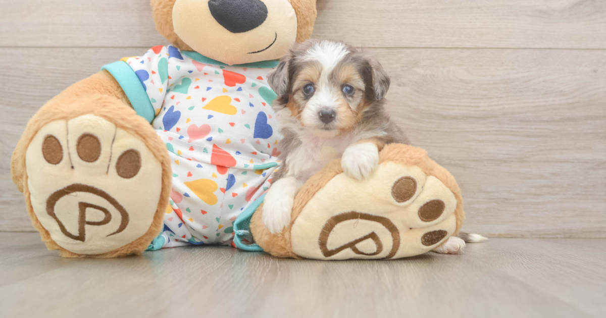 Fluffy Mini Aussiedoodle Vogue: 2lb 13oz Doodle Puppy