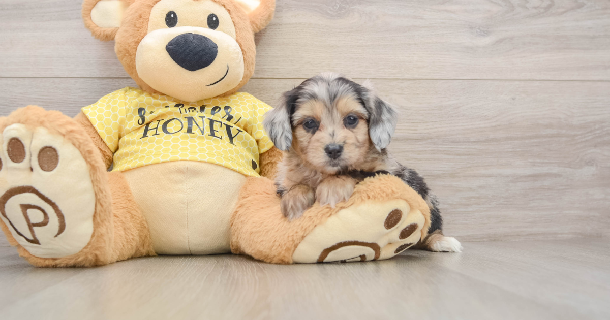 Funny Mini Aussiedoodle Vogue: 4lb 0oz Doodle Puppy