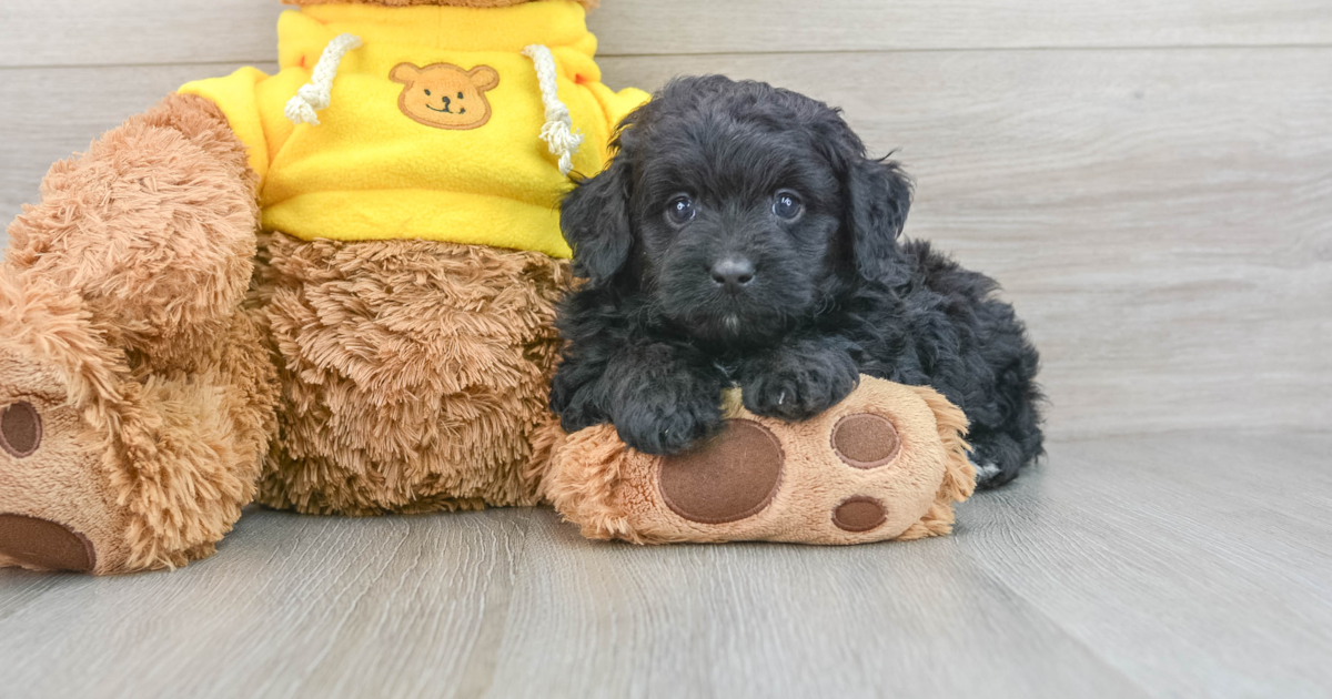 Hypoallergenic Mini Aussiedoodle Waldo: 4lb 9oz Doodle Puppy