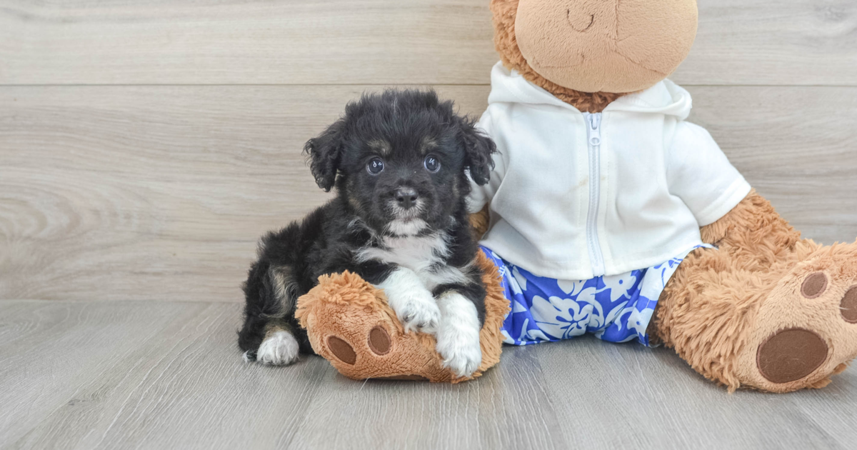 Smart Mini Aussiedoodle Waldo: 3lb 8oz Doodle Puppy